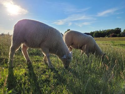 Varovanje drobnice pred napadi zveri - Idrijsko-Cerkljanska razvojna ...